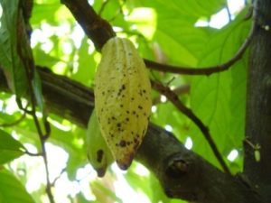Cocoa – Dept. of Export Agriculture