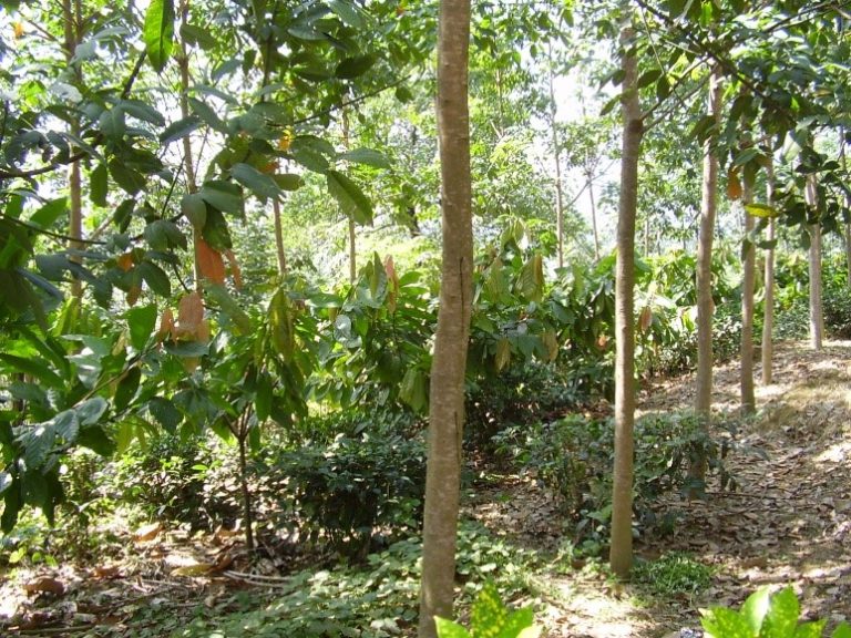 Cocoa – Dept. of Export Agriculture